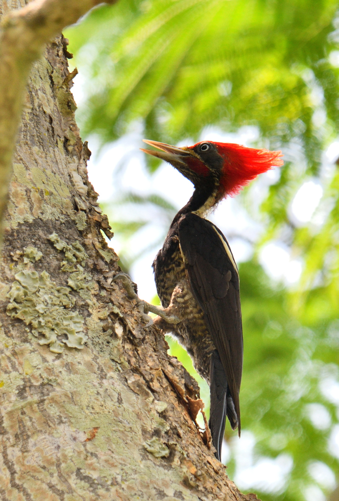 Carpintero lineado desde Gómez Farías, Tamps., México el 08 de mayo de ...