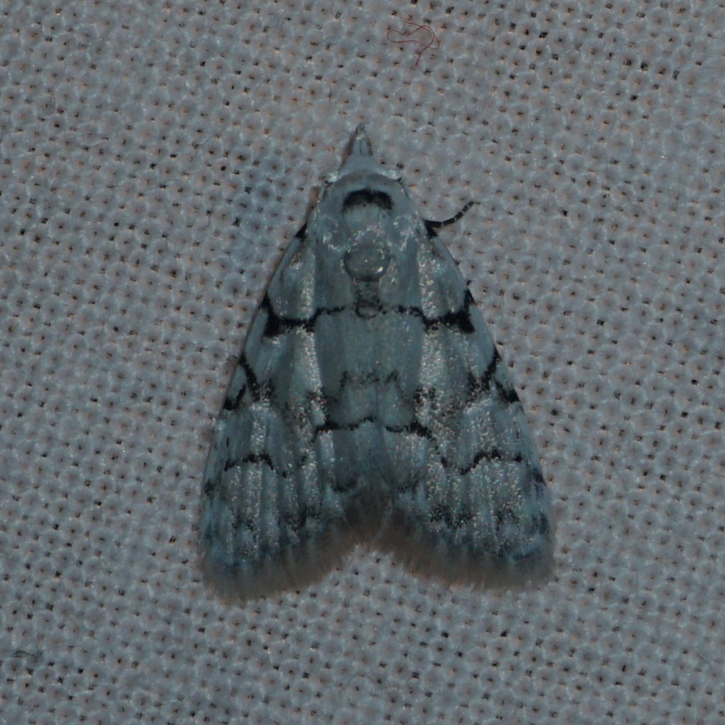 Nola from Avalanche Lake, Tamil Nadu on June 3, 2024 at 09:36 PM by Dev ...