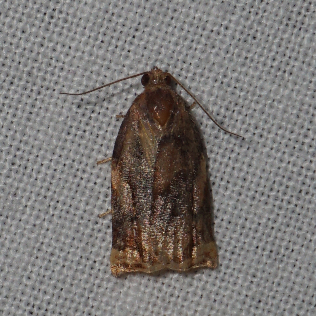 Archipini from Avalanche Lake, Tamil Nadu on June 3, 2024 at 09:36 PM ...