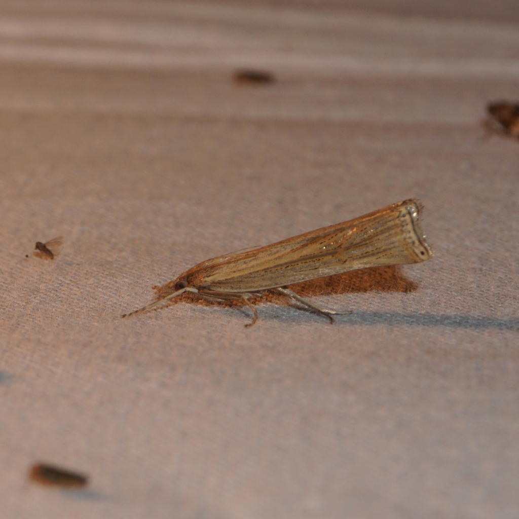 Grass-veneers and Allies from Avalanche Lake, Tamil Nadu on June 3 ...