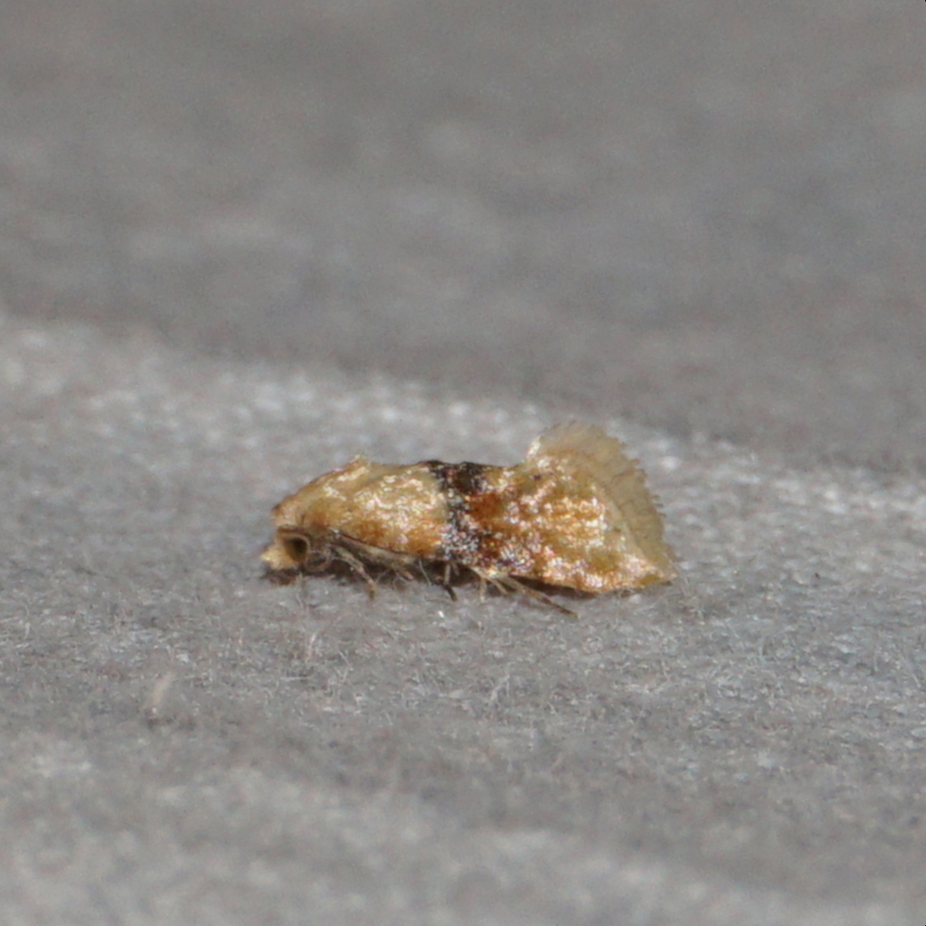 Butterflies and Moths from Avalanche Lake, Tamil Nadu on June 3, 2024 ...