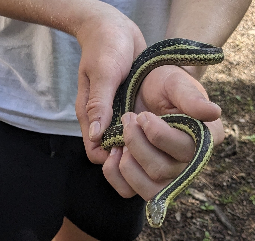 Common Garter Snake from Crystal Bay Township, MN, USA on June 5, 2024 ...