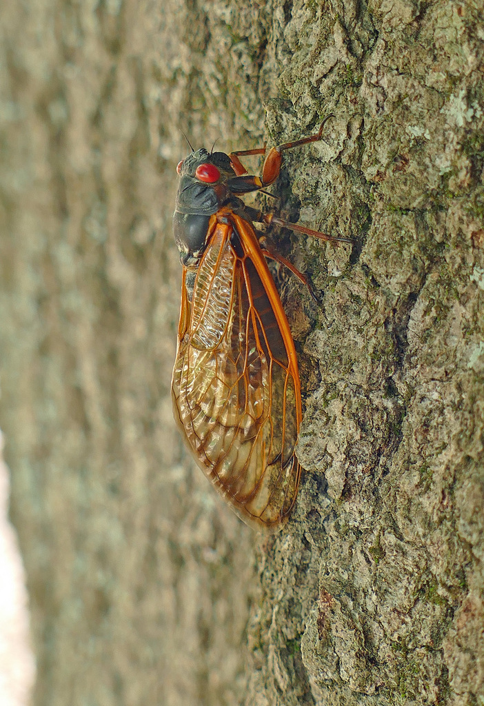 Riley's 13-Year Cicada from Monroe County, US-GA, US on May 12, 2024 at ...