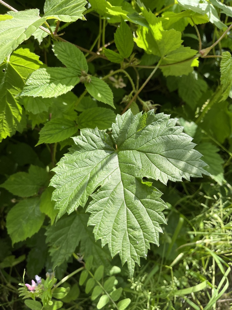 common hops from Burscough, Ormskirk, England, GB on June 5, 2024 at 04 ...