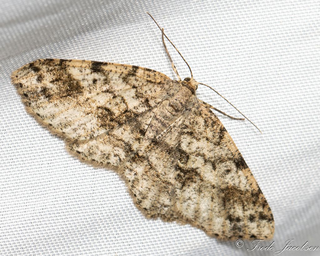 Canadian Melanolophia Moth from Caroline County, MD, USA on May 31 ...