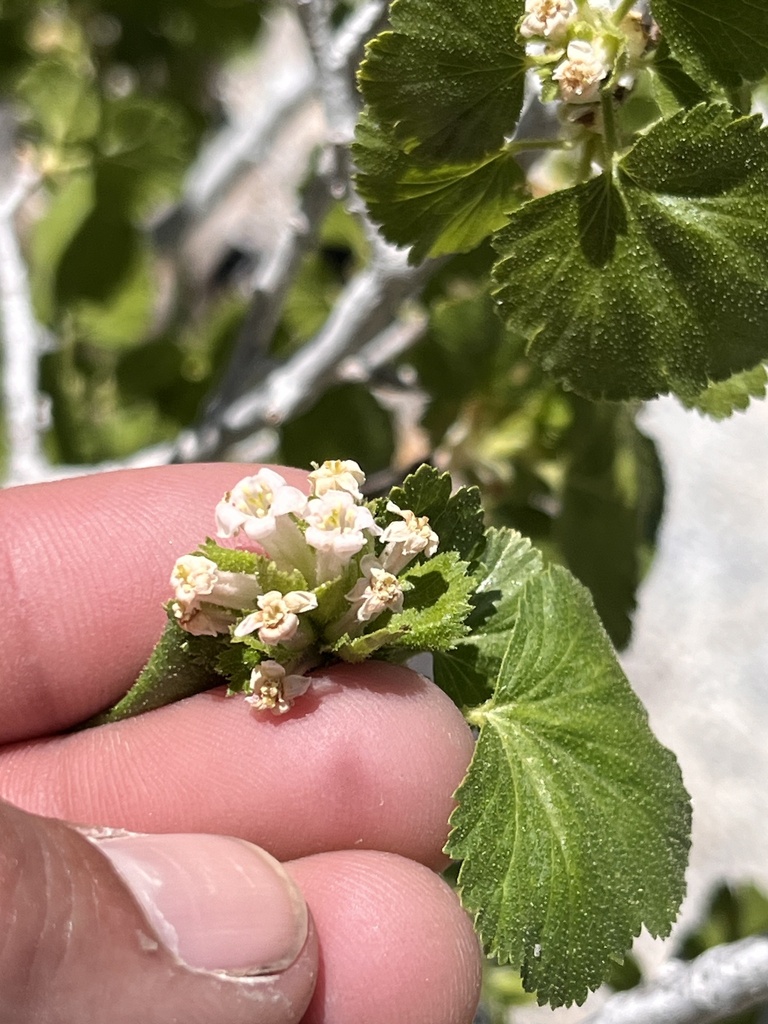 wax currant from Santa Rosa and San Jacinto Mountains National Monument ...