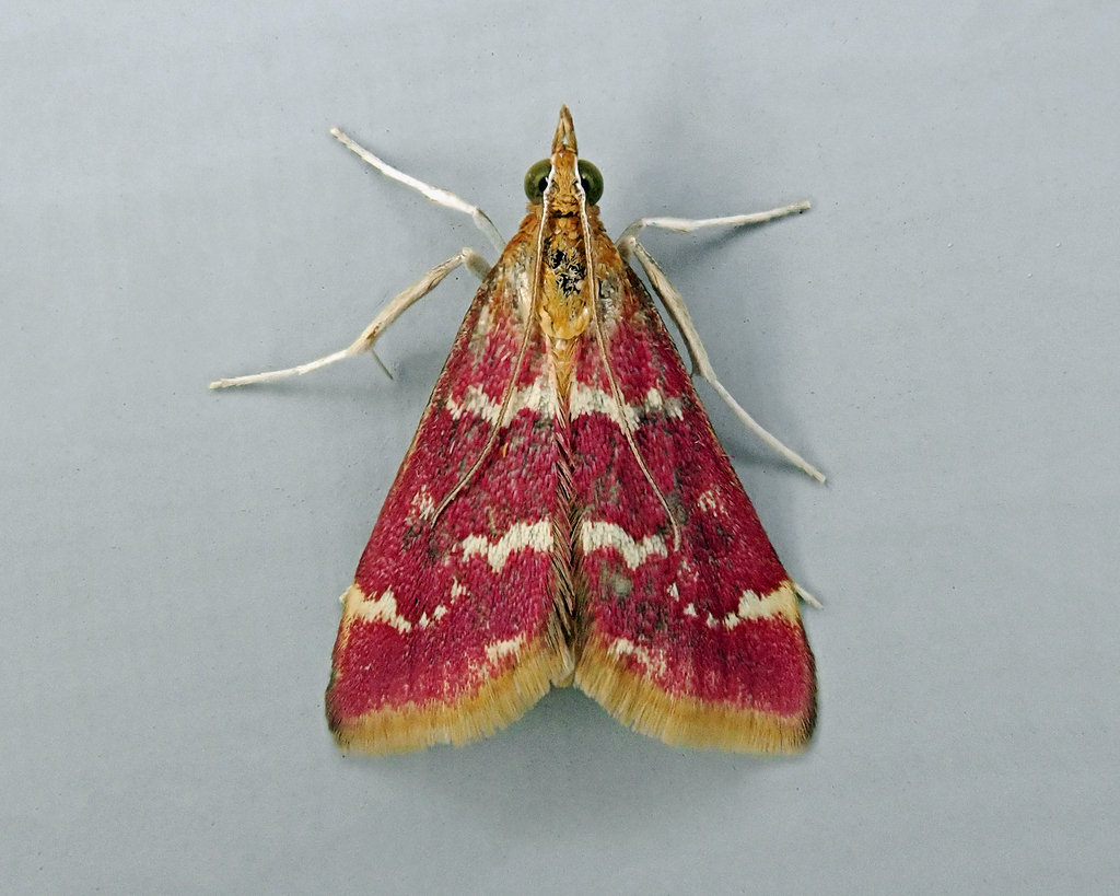 Raspberry Pyrausta Moth from Salem, NH 03079, USA on June 5, 2024 at 12 ...