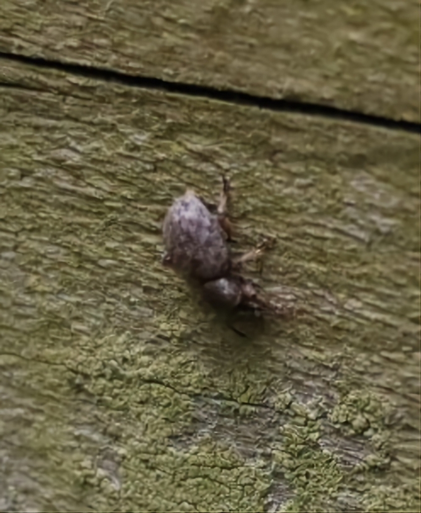 Clay-coloured Weevil from Old Aberdeen, Aberdeen, UK on June 5, 2024 at ...