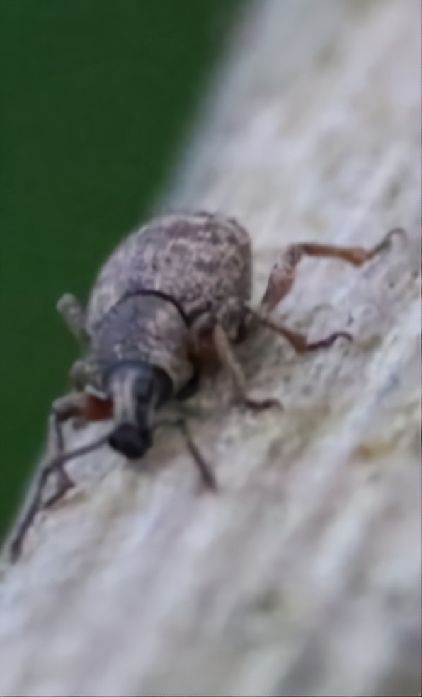 Clay-coloured Weevil from Old Aberdeen, Aberdeen, UK on June 5, 2024 at ...