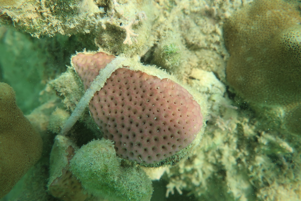 Massive Starlet Coral from South Eleuthera, The Bahamas on May 10, 2019 ...
