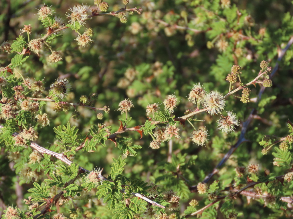 Catclaw Mimosa from Cochise County, AZ, USA on June 5, 2024 at 06:37 AM ...