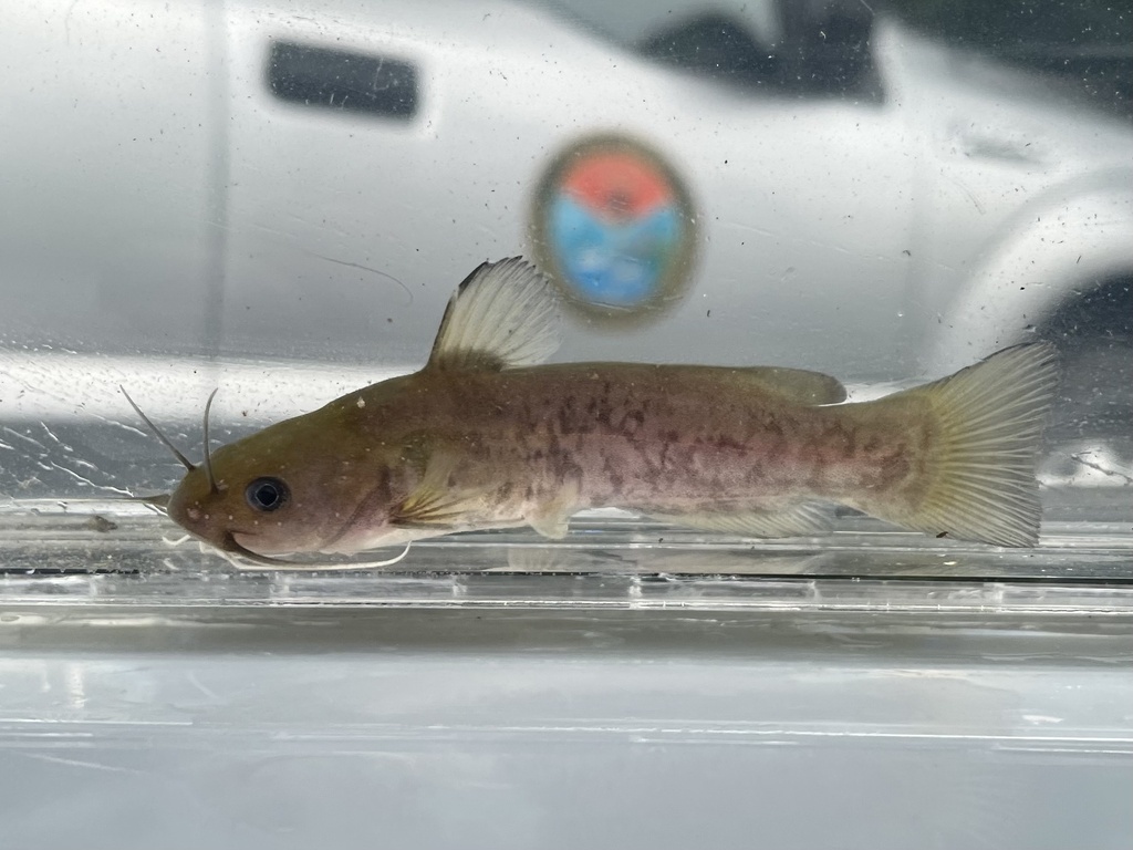 Flat Bullhead from Meadow Woods Rd, Buffalo, SC, US on June 5, 2024 at ...