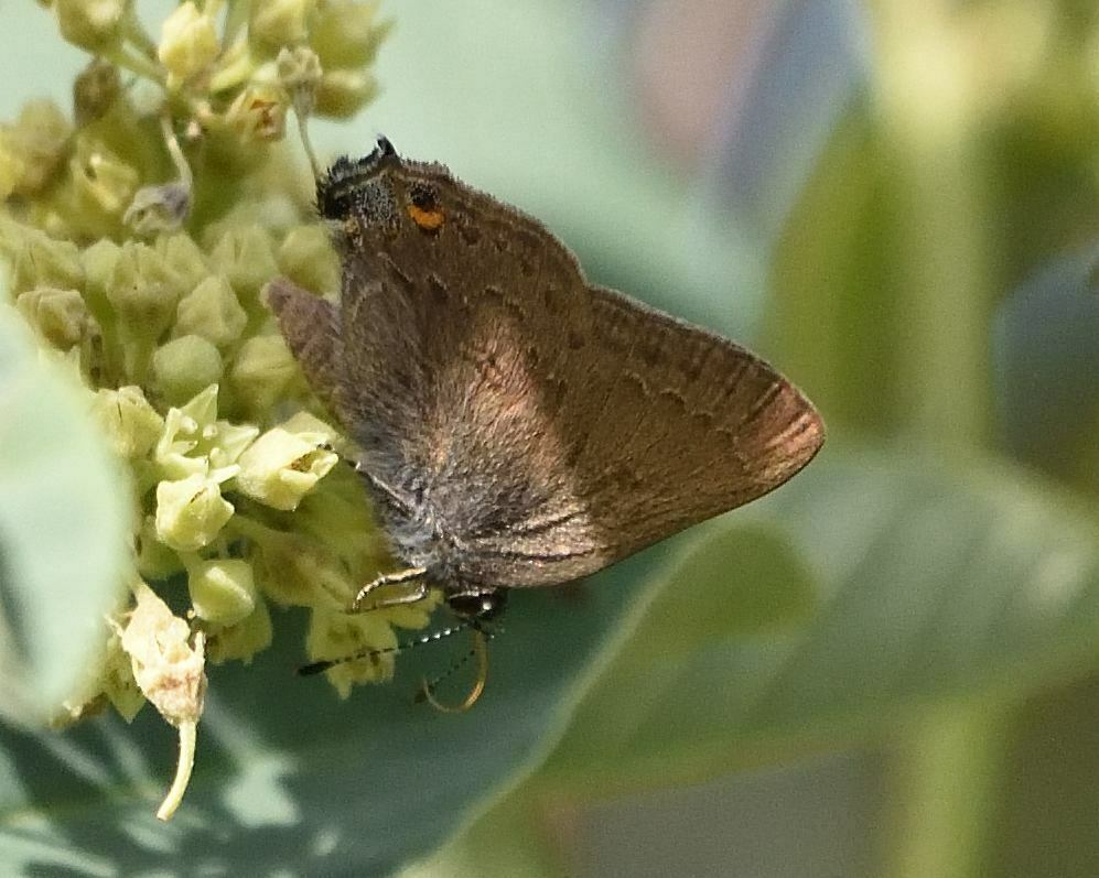Gold-hunter's Hairstreak from Big Chico Creek Ecological Reserve (BCCER ...