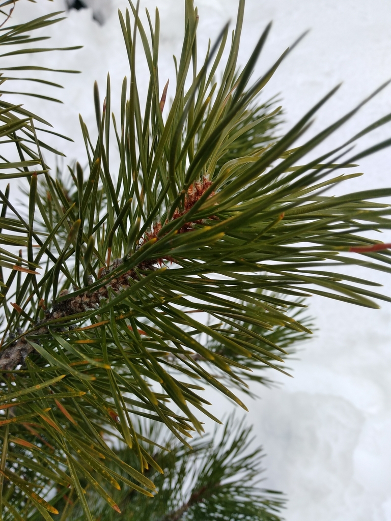 lodgepole pine from Estes Park, CO 80517, USA on May 11, 2019 at 03:09 ...