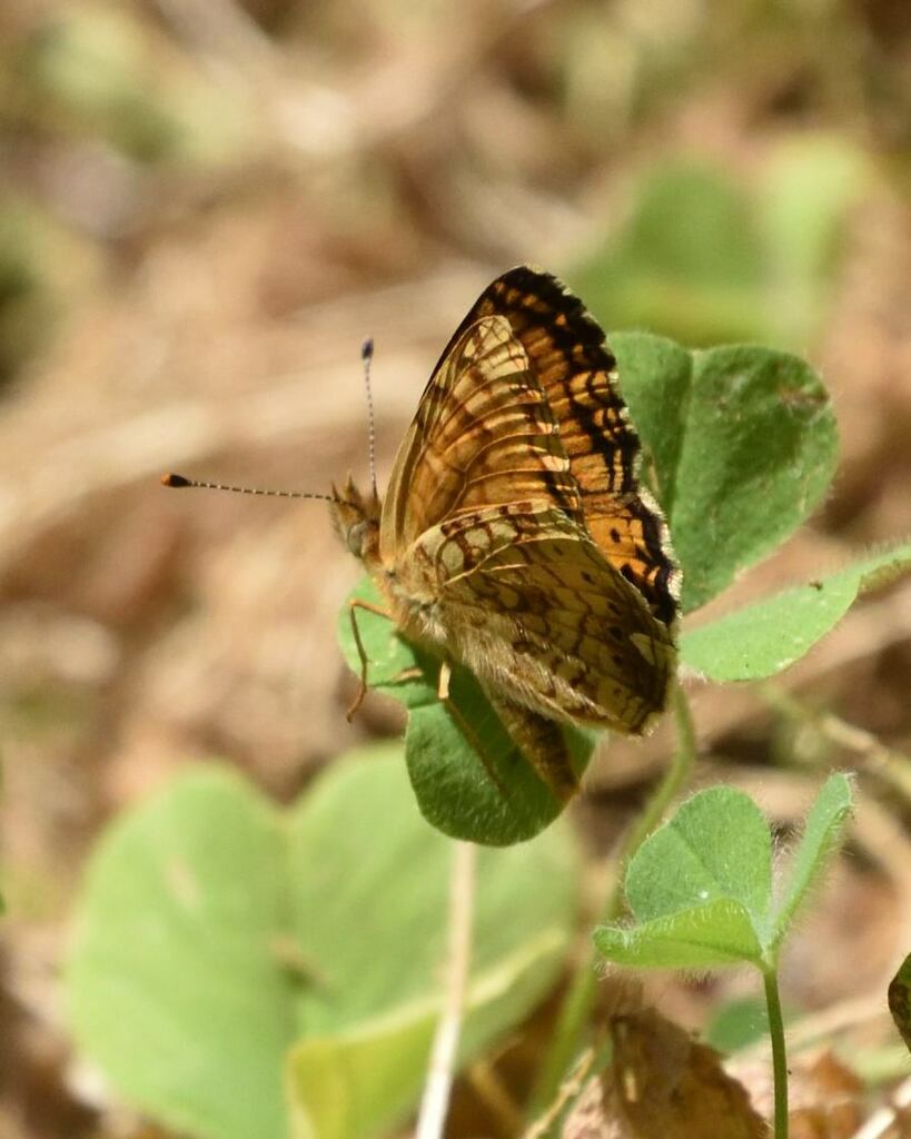 Mylitta Crescent from Big Chico Creek Ecological Reserve (BCCER), 3521 ...