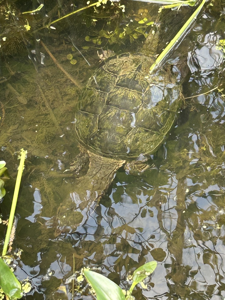Common Snapping Turtle from Sapsucker Woods Rd, Lansing, NY, US on June ...