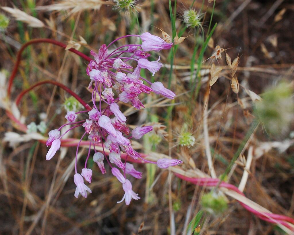 twining snakelily from Big Chico Creek Ecological Reserve (BCCER), 3521 ...
