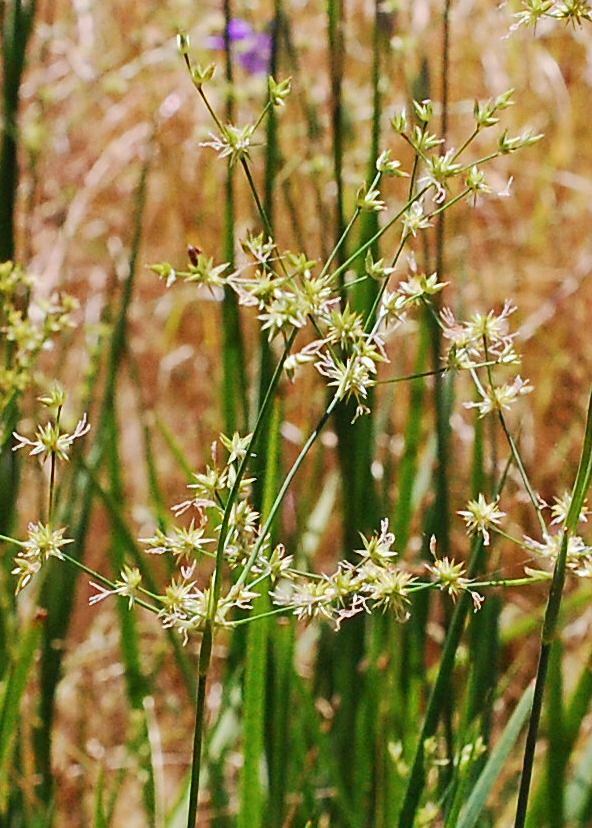 rushes from Big Chico Creek Ecological Reserve (BCCER), 3521 14 Mile ...