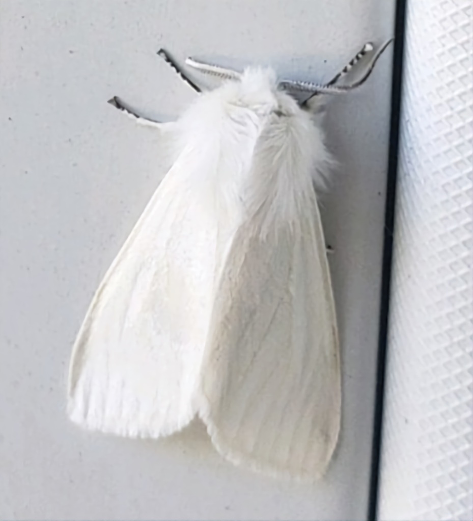 Fall Webworm Moth from Union County, US-OR, US on June 3, 2024 at 10:48 ...