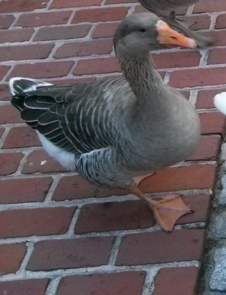 Grey Geese from Smithville, Galloway, NJ 08205, USA on December 01 ...
