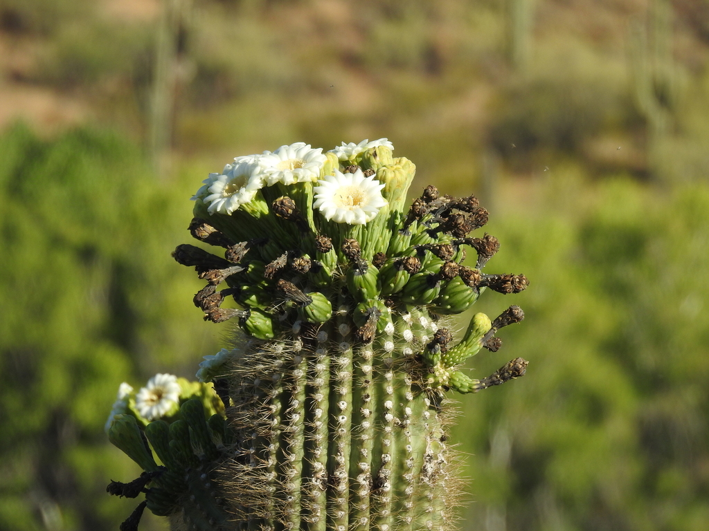 saguaro from Cave Creek, AZ 85331, USA on June 5, 2024 at 07:23 AM by ...