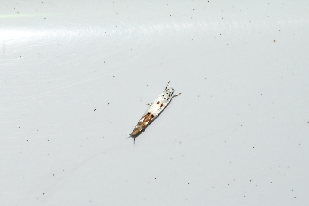 Red-streaked Mompha Moth from Killbear Provincial Park, Carling, ON, CA ...