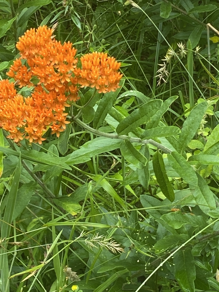butterfly milkweed from W Parris Ave, High Point, NC, US on June 3 ...