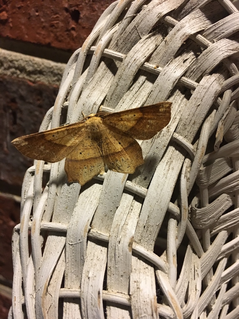 Deep Yellow Euchlaena Moth from 8412 Shears Ct, Laurel, MD, US on May ...