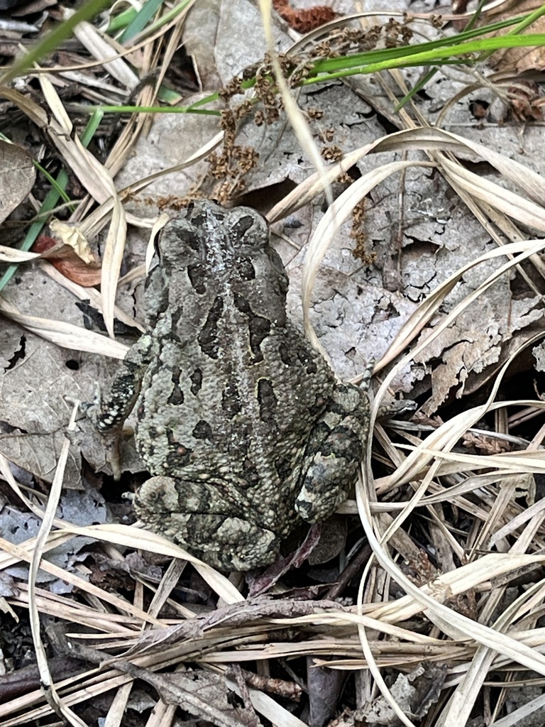 Fowler's Toad from Atsion Lake, Shamong, NJ, US on June 5, 2024 at 01: ...
