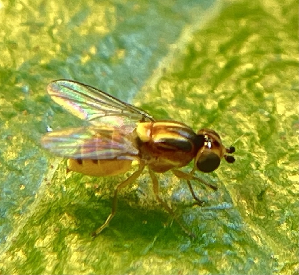 Chlorops from Cotswold, Charlotte, NC 28211, USA on May 26, 2024 at 07: ...