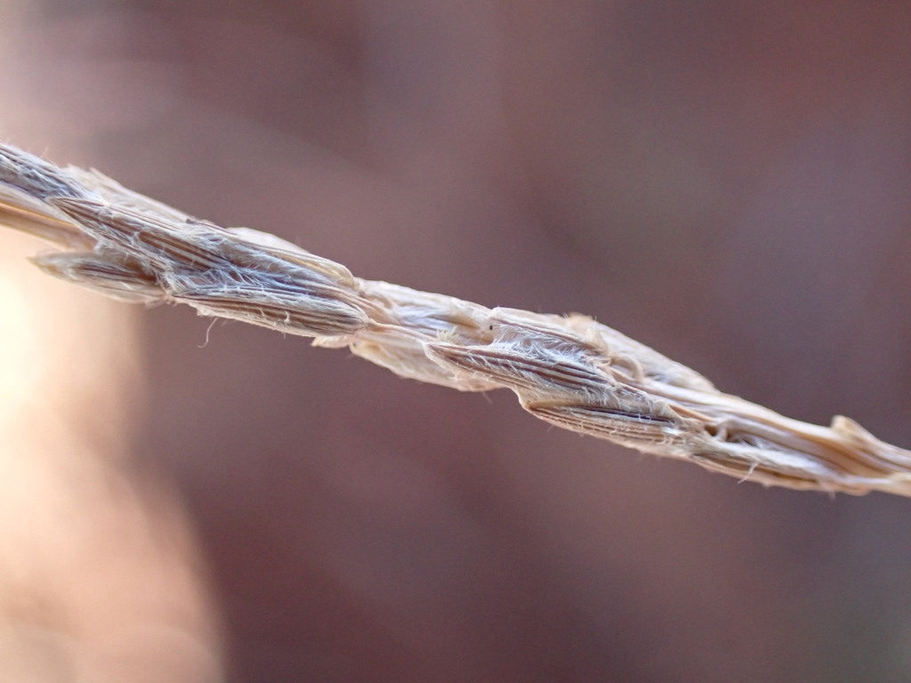 Silver Finger Grass from Lejweleputswa District Municipality, South ...