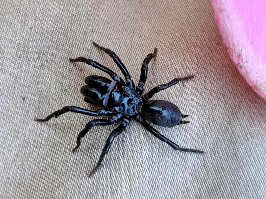 Purse-web Spider in June 2024 by pikaz · iNaturalist