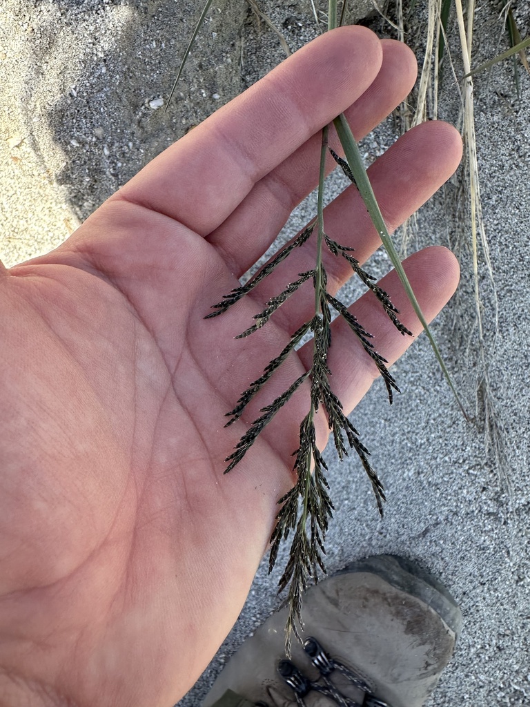 mexican sprangletop from Thermal, CA, US on April 3, 2024 at 01:18 PM ...