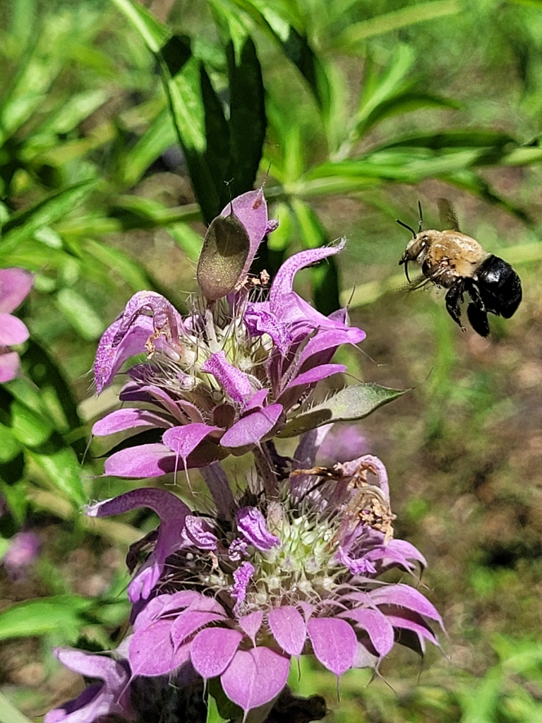 Abrupt Digger Bee from Collin County, US-TX, US on June 5, 2024 at 03: ...