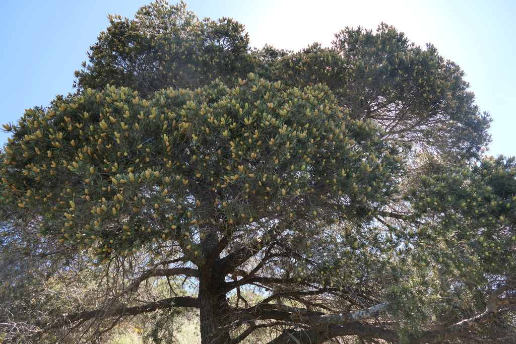 Parry pinyon from Riverside County, CA, USA on June 5, 2024 at 10:04 AM ...