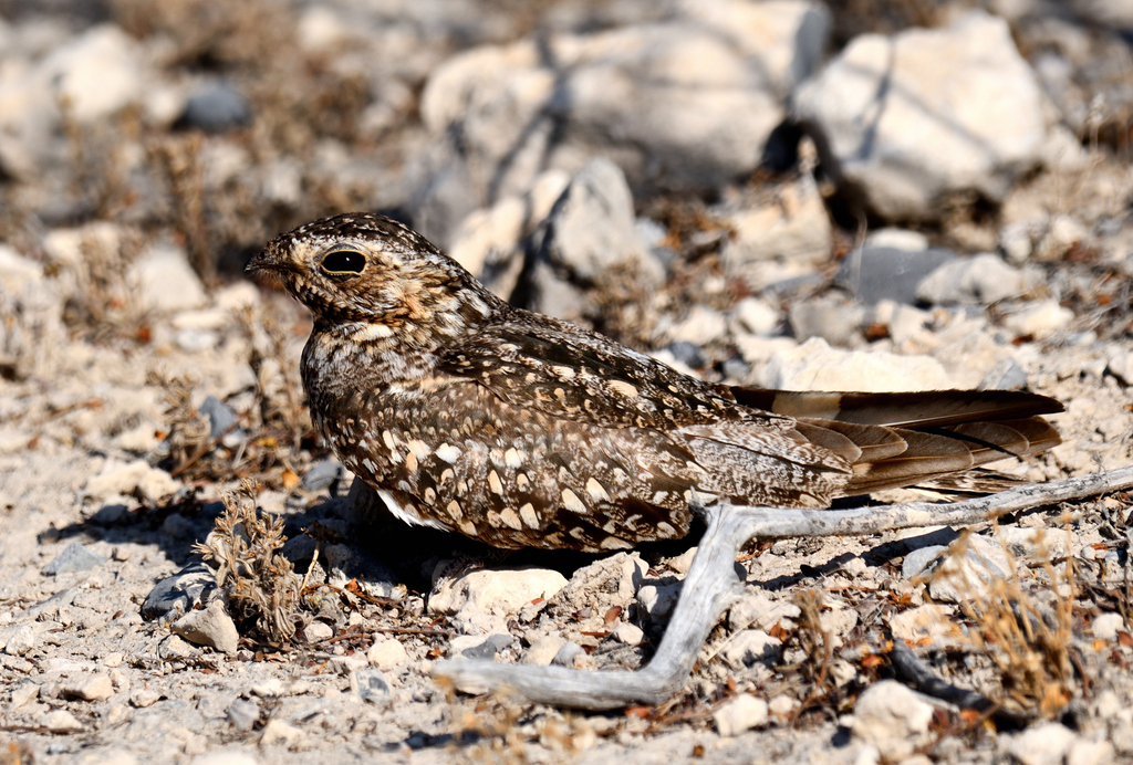Lesser Nighthawk from Bustamante, N.L., México on May 29, 2024 at 08:33 ...