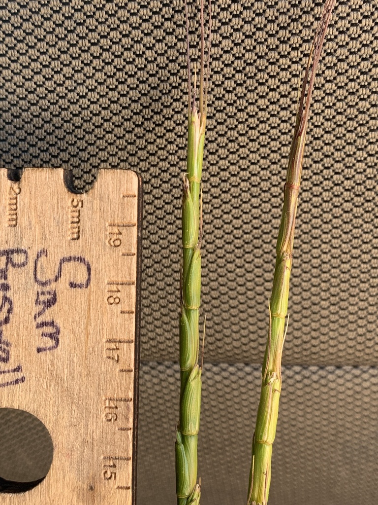 jointed goat grass from Crescent Valley, NV, US on June 5, 2024 at 02: ...