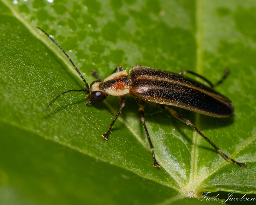 Photuris from Caroline County, MD, USA on June 1, 2024 at 08:57 AM by ...