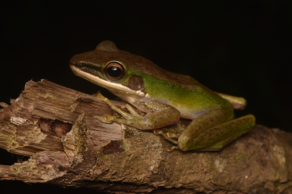 Borneo White-lipped Frog from Berau Regency, East Kalimantan, Indonesia ...