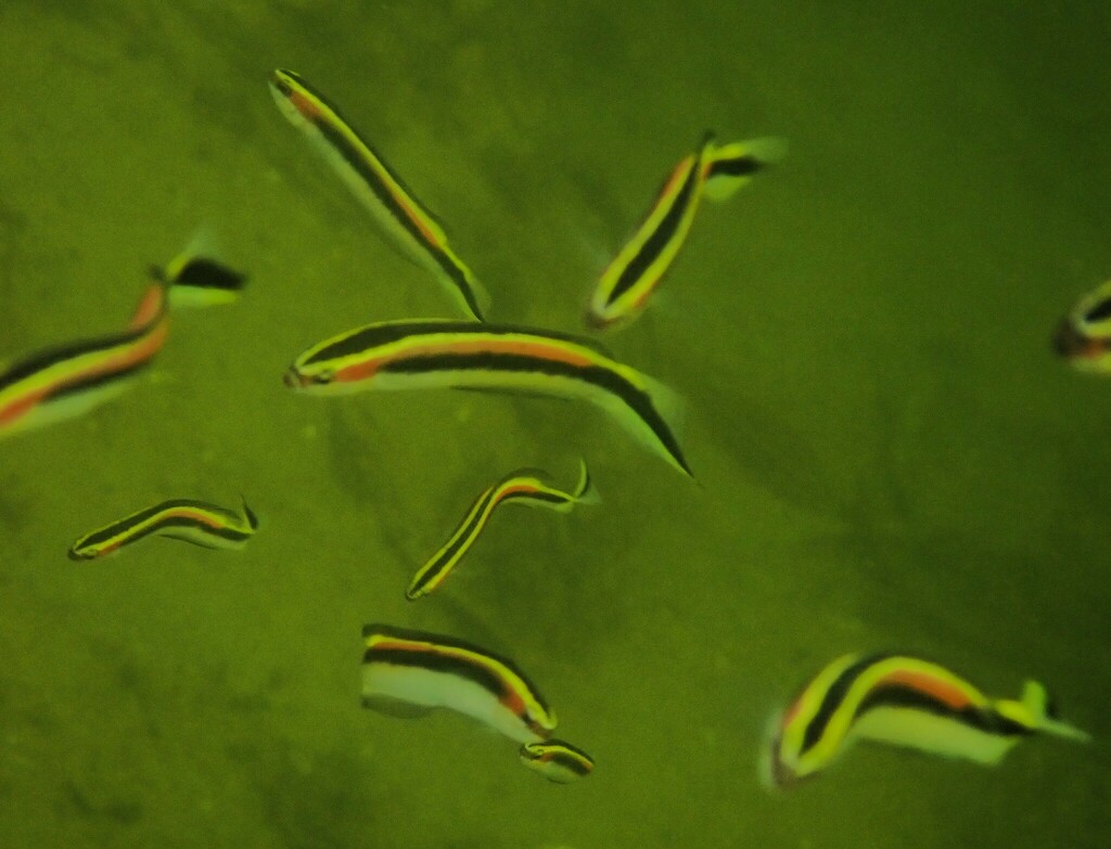 Eastern Hulafish from Lilli Pilli Point Rd, Lilli Pilli NSW 2229 ...