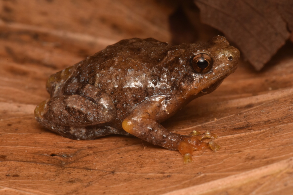 Bornean Tree Hole Frog from Berau Regency, East Kalimantan, Indonesia ...