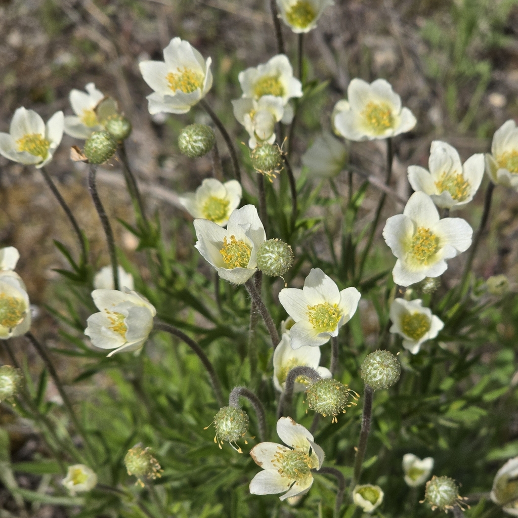 Cutleaf Anemone (CHILE CHICO PLANTS) · iNaturalist