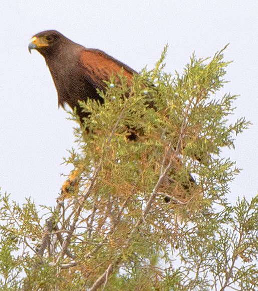 Harris's Hawk from Sahuarita, AZ, USA on May 16, 2024 at 02:46 PM by ...