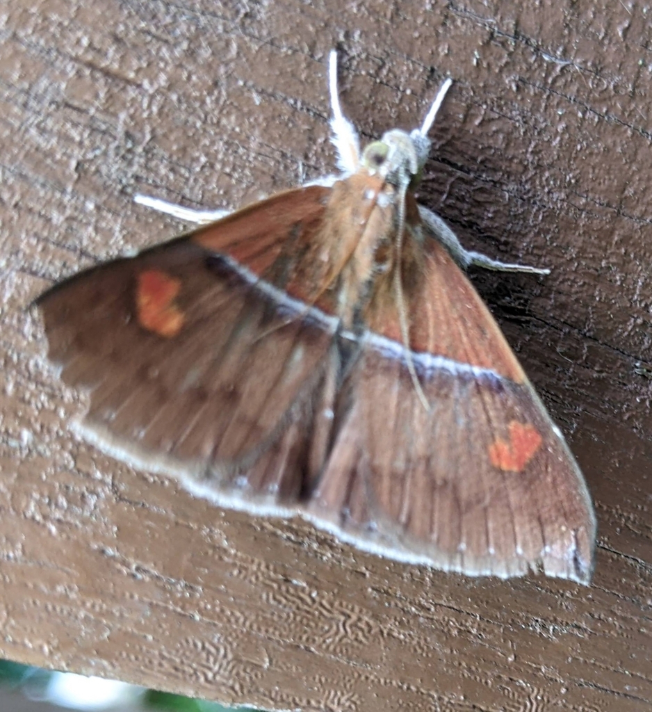 Sympis rufibasis from Fraser's Hill on April 27, 2024 at 09:24 AM by ...