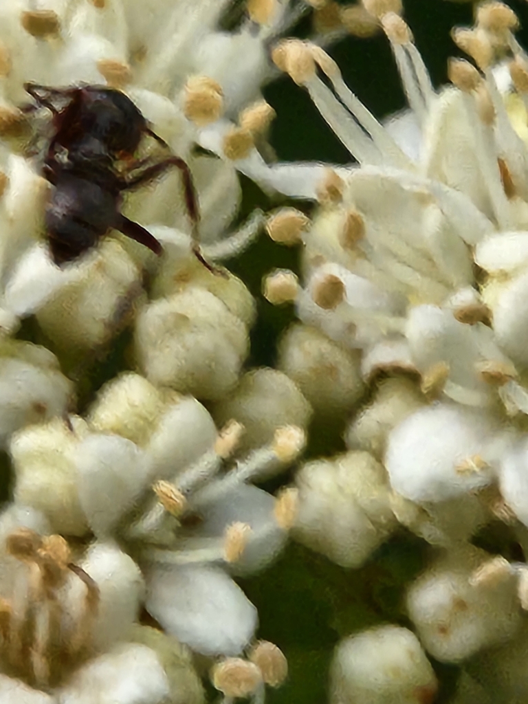 Silky Field Ant from Hunterdon County, US-NJ, US on June 5, 2024 at 06: ...