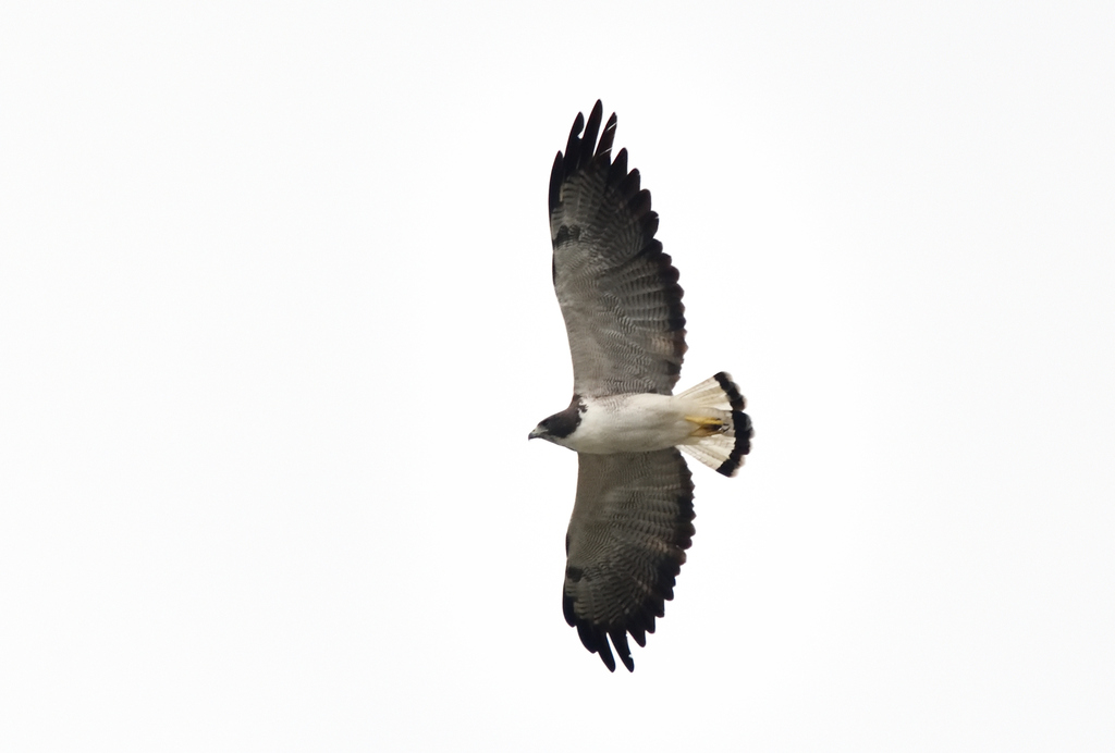 White-tailed Hawk from Gral Zuazua, N.L., México on June 2, 2024 at 09: ...