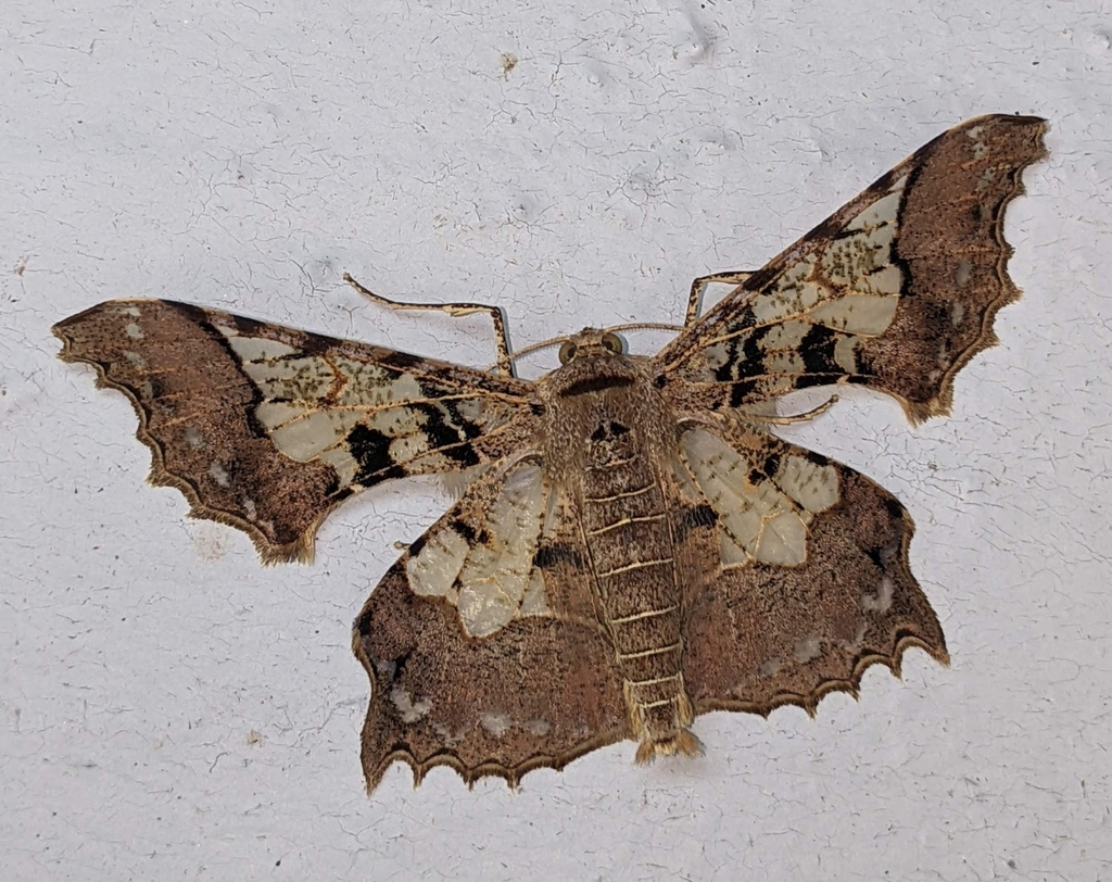 Krananda semihyalina from Bukit Fraser, 49000 Bukit Fraser, Pahang ...