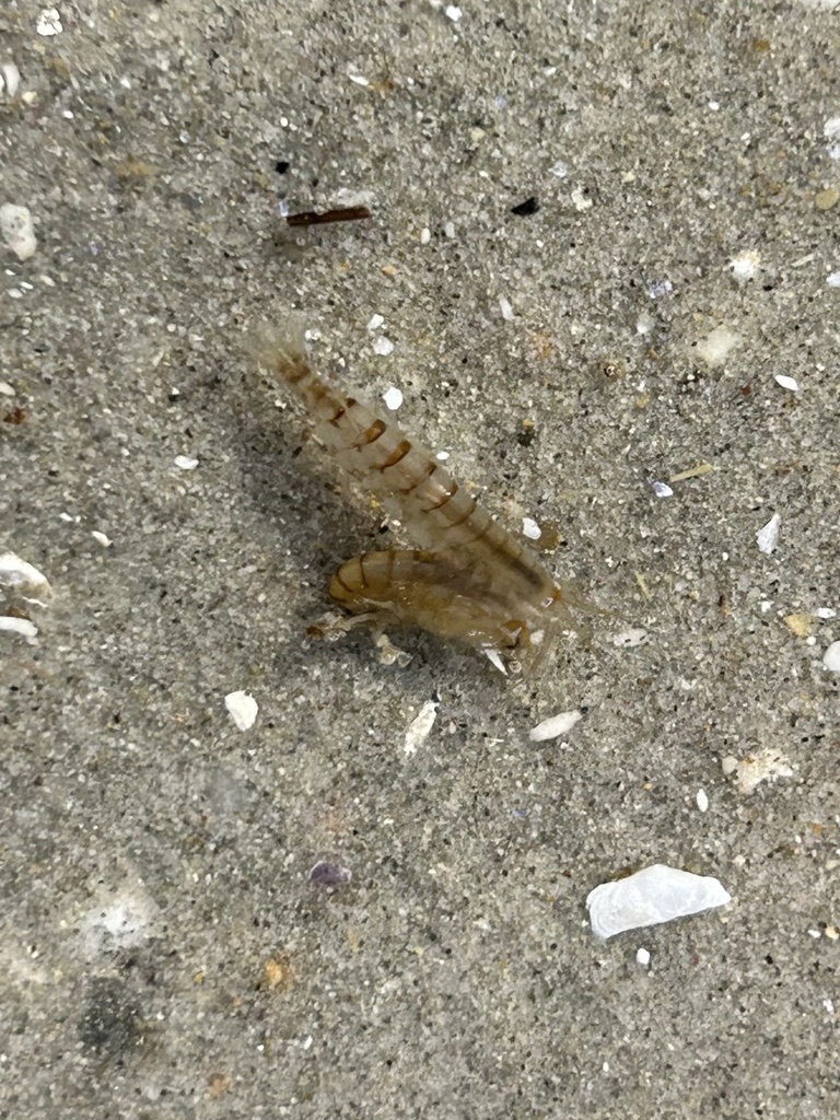 Gammaridae from Plymouth Bay, Plymouth, MA, US on June 5, 2024 at 06:39 ...