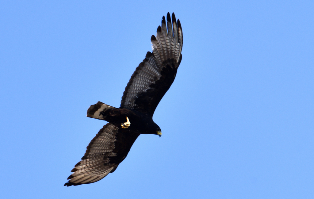 Zone-tailed Hawk from Bustamante, N.L., México on June 3, 2024 at 09:13 ...