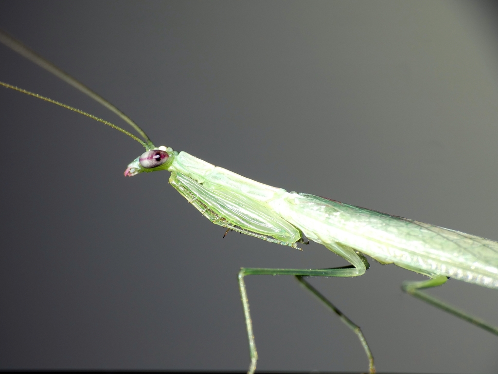 Snake Mantis from Candlenut on June 4, 2024 at 08:15 PM by Kai Squires ...
